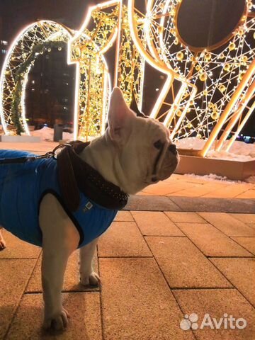 Кобель для вязки