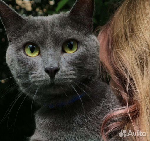 Шикарный кот Брюс, 1 год