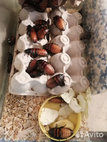 Мадагаскарские шипящие тараканы