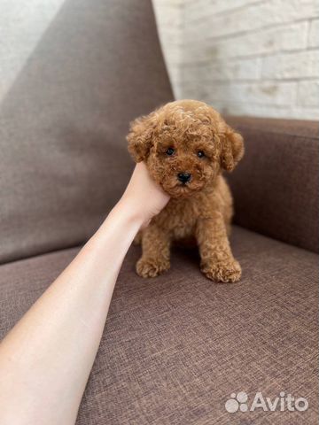 Мальтипу плюшевый мишутка