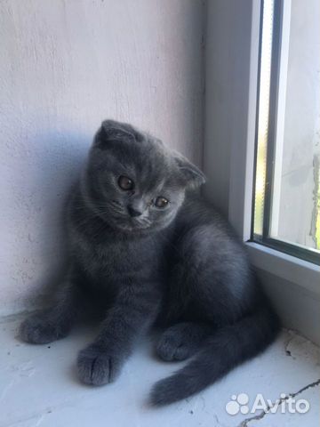 Продаётся шотландская чистокровная кошечка