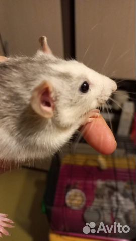 Отдам бесплатно животные