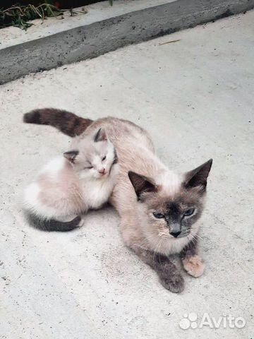 Котята тайской кошки