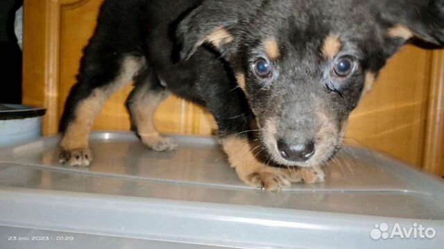 Щенки вырастут небольшие