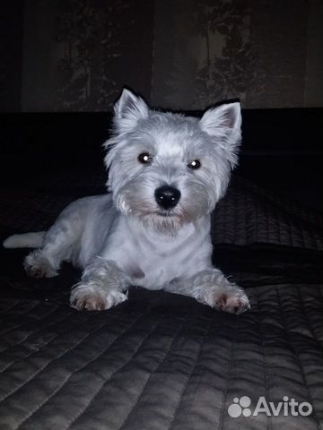 Ищем жениха