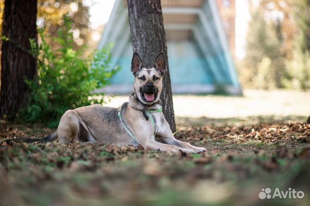 Томас ищет дом