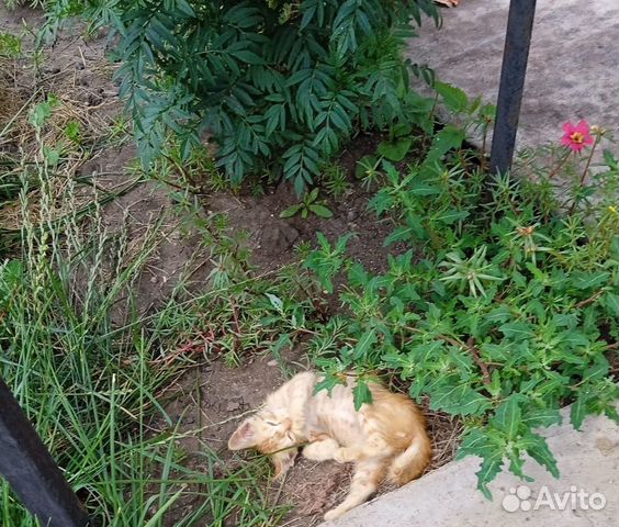 Отдам в добрые руки