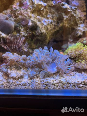 Кораллы ксения, кенийское дерево