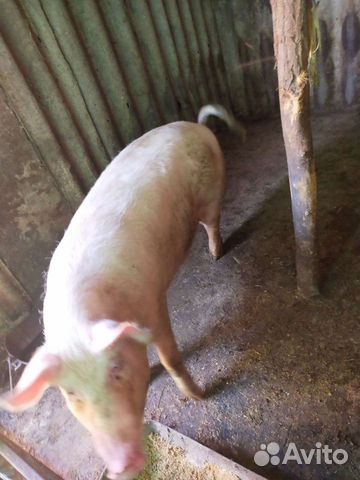 Свиньи на мясо или для племя