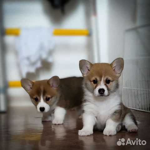 Великолепные Корги (питомник)