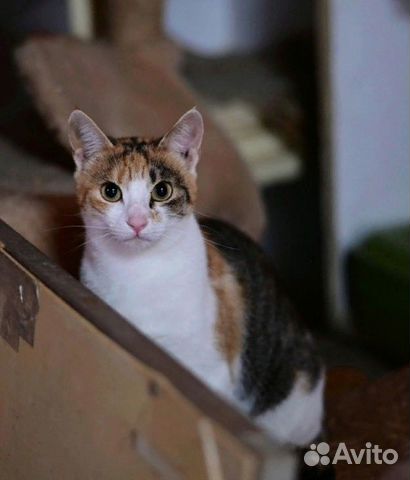 Танюшка предлагает услуги мурчания и уюта