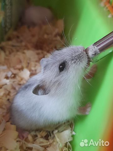 Джунгарские хомячки