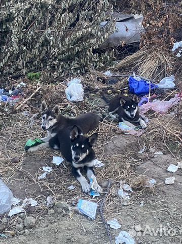 Щенки (помесь с хаски)