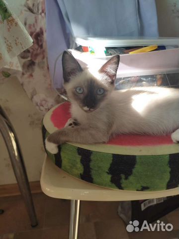 Котенок в дар