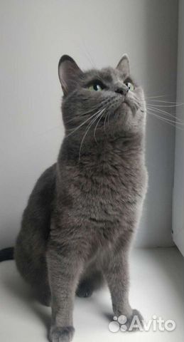 Кошка осталась без дома