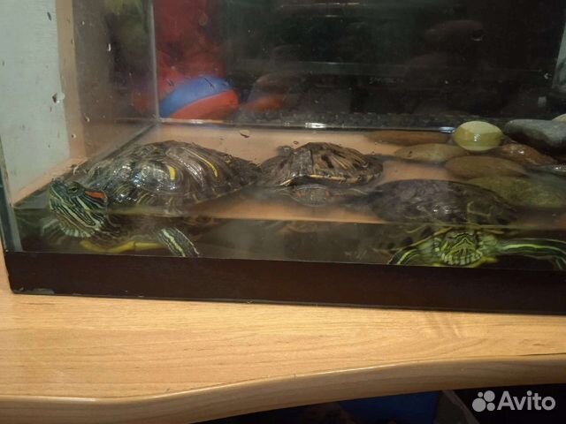 Красноухая черепаха с аквариумом