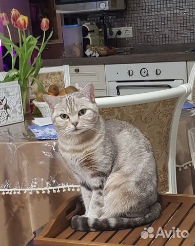 Красивая шотландская кошка в добрые руки