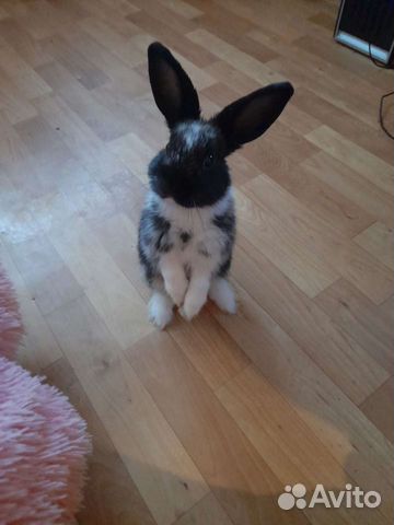 Кролик отдам