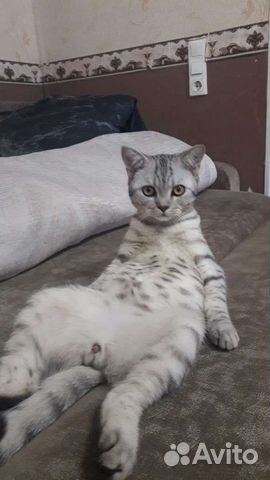 Британец 7 месяцев в поисках дамы сердца