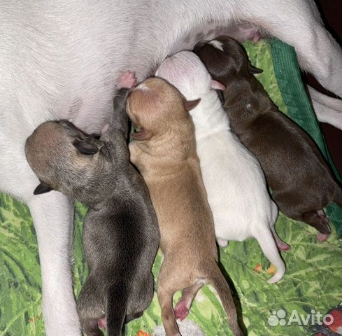 Щенки чихуахуа mini и микро РКФ
