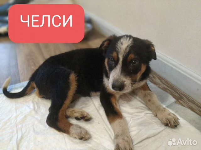 Малышка Челси ищет семью, возраст 3 месяца