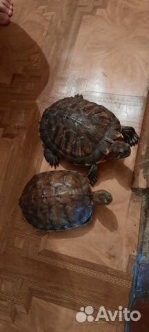 Красноухая черепаха с аквариумом