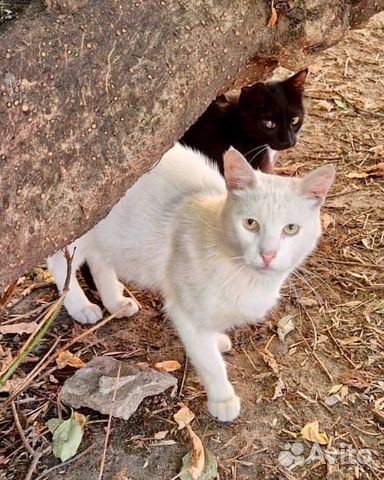 Белый кот в добрые руки