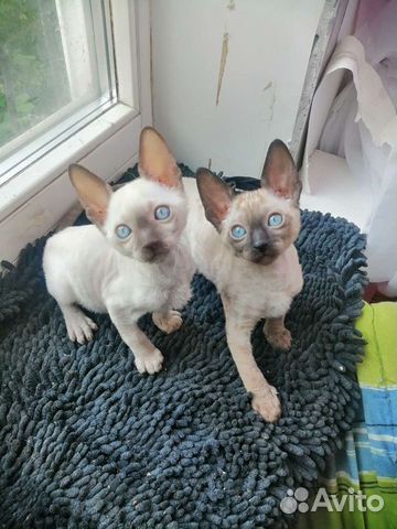 Котята редких окрасов корниш Рекса