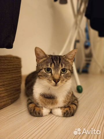 Европейская кошка