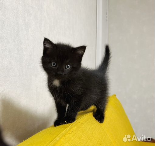Котенок девочка в самые добрые руки