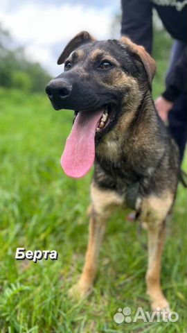 Собаки из приюта. Берта краса