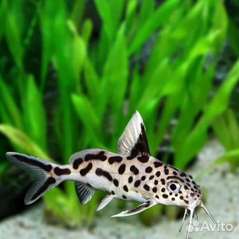 Синодонтис кукушка - Synodontis multipunctatus