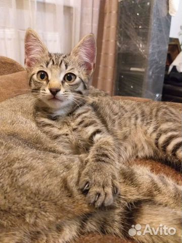 Котёнок в добрые руки