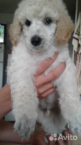 Малый белый пудель