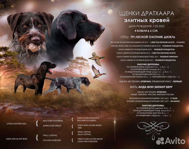 Щенки дратхаара