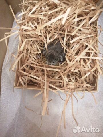 Птенец стрижа