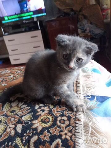 Кошечка вислоухая