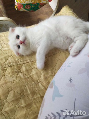 Вислоухое чудо