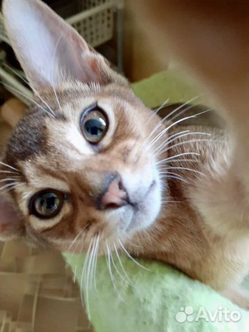 Абиссинские котята