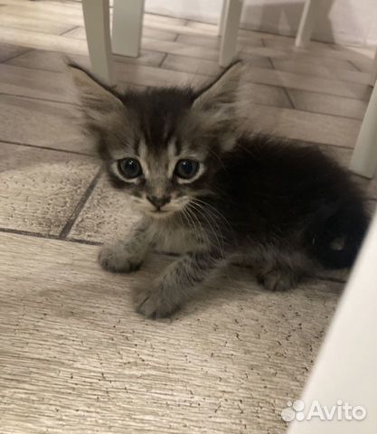 Котенёнок