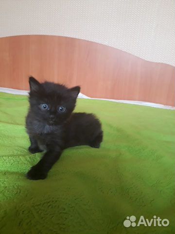 Кошка в дар бесплатно