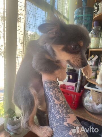 Продается 6-месячный щенок (Шпицечих)