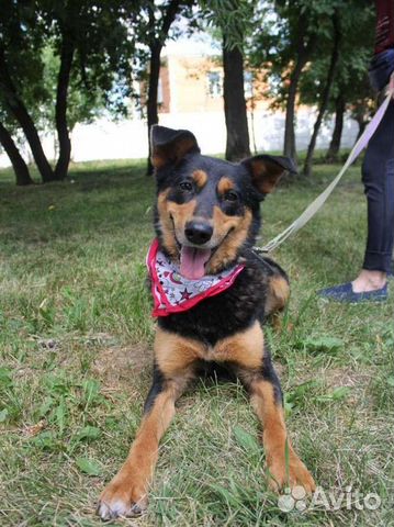 Чарли хочет домой