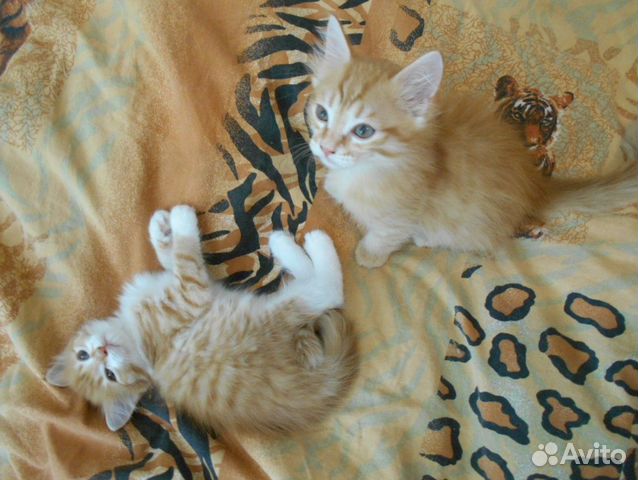 Рыжие котята