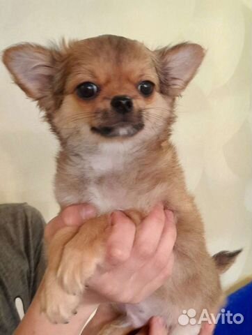 Щенки чихуахуа длинношерстные