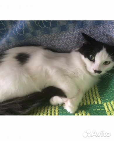 Котики найдёныши, очень ласковые, чистые