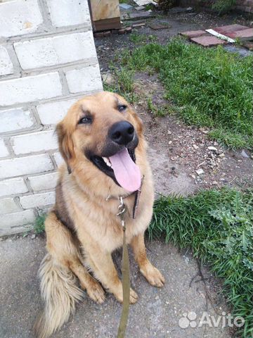 Собаки в дар бесплатно