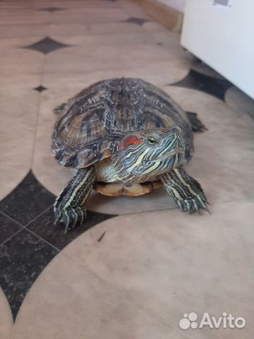 Черепашка красноушка