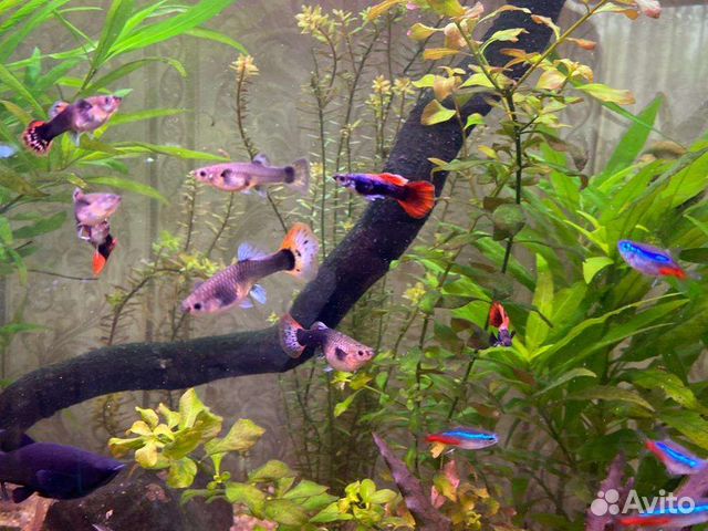 Аквариумные рыбки