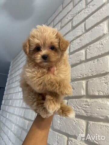 Мальтипу мини F1 men Корея